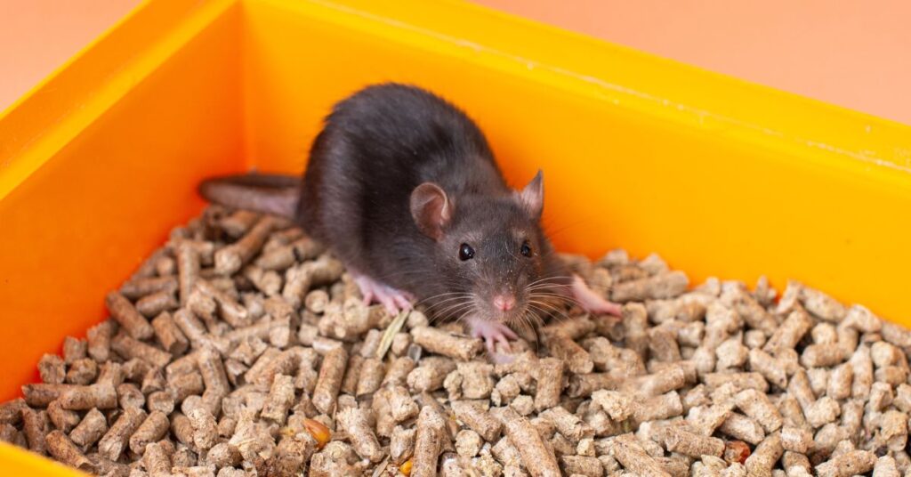 How Do Black Box Rat Traps Work? Effective Rodent Control