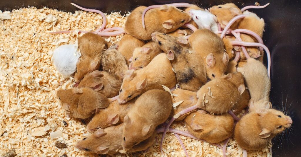 How Fast Do Mice Reproduce? A Deep Dive into the Reproductive Cycle of Mice